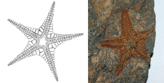 fossil-alma-asterozoa